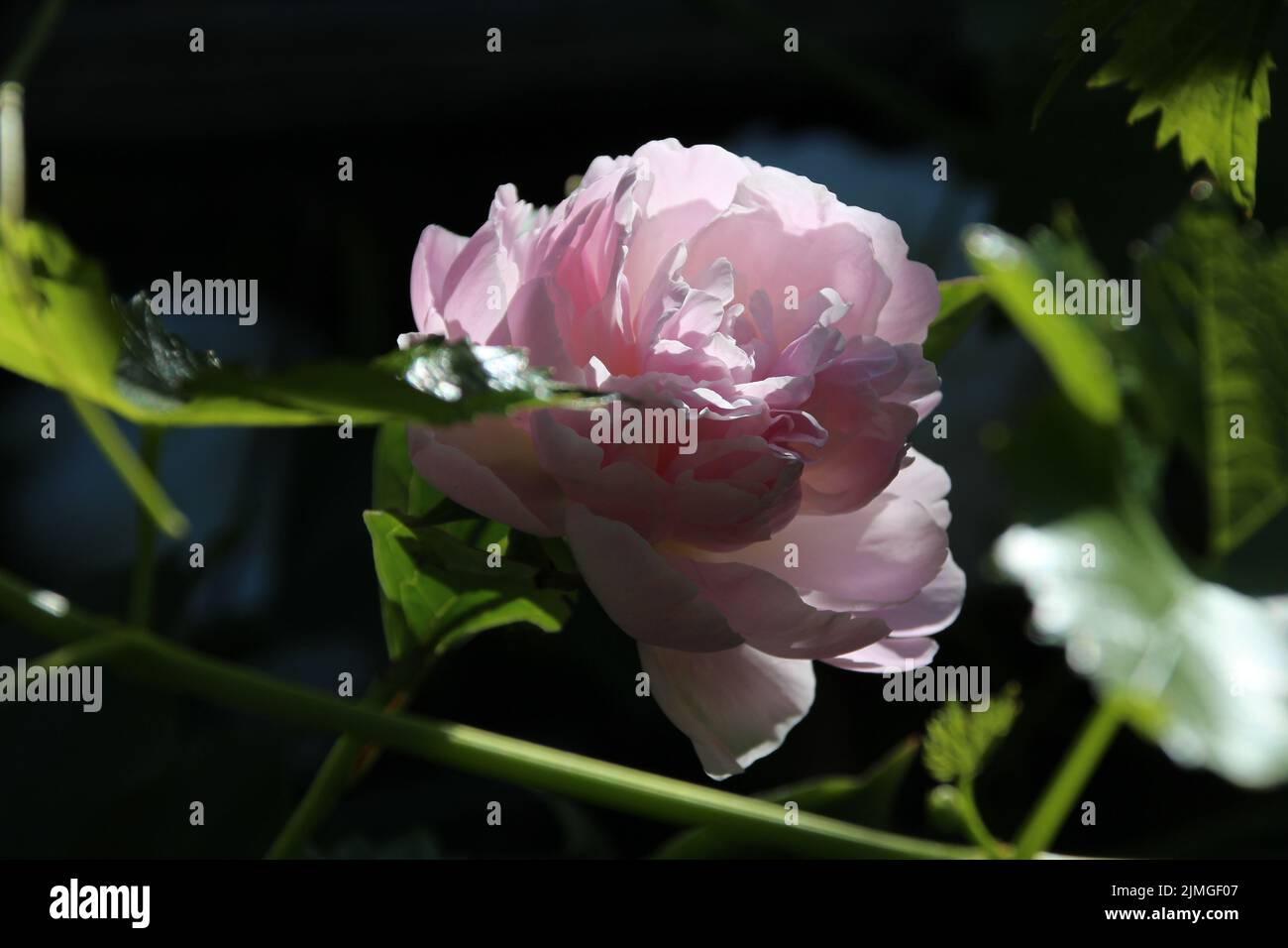 Nice rose hidden by some shadow Stock Photo - Alamy