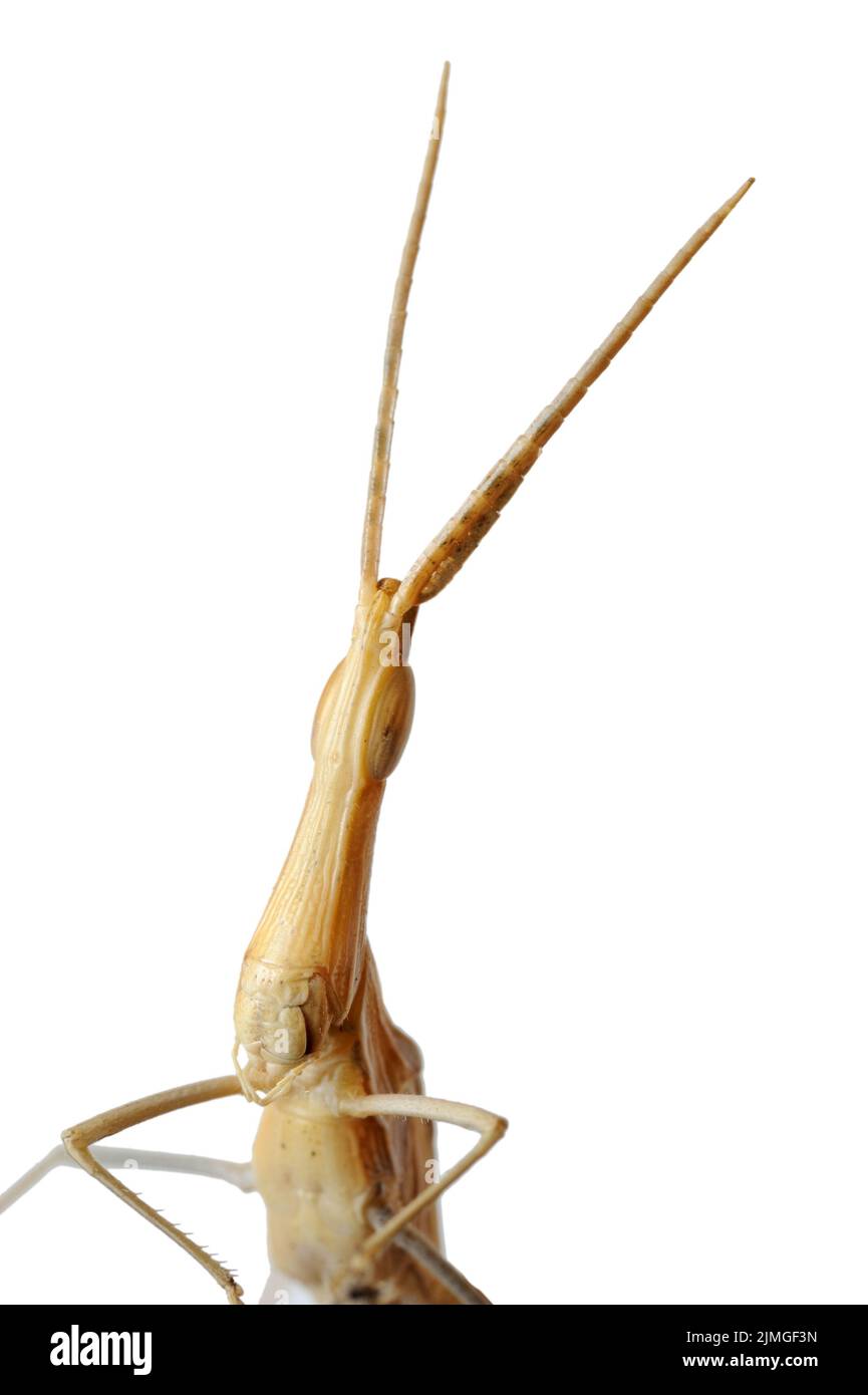 Acrida hi-res stock photography and images - Alamy