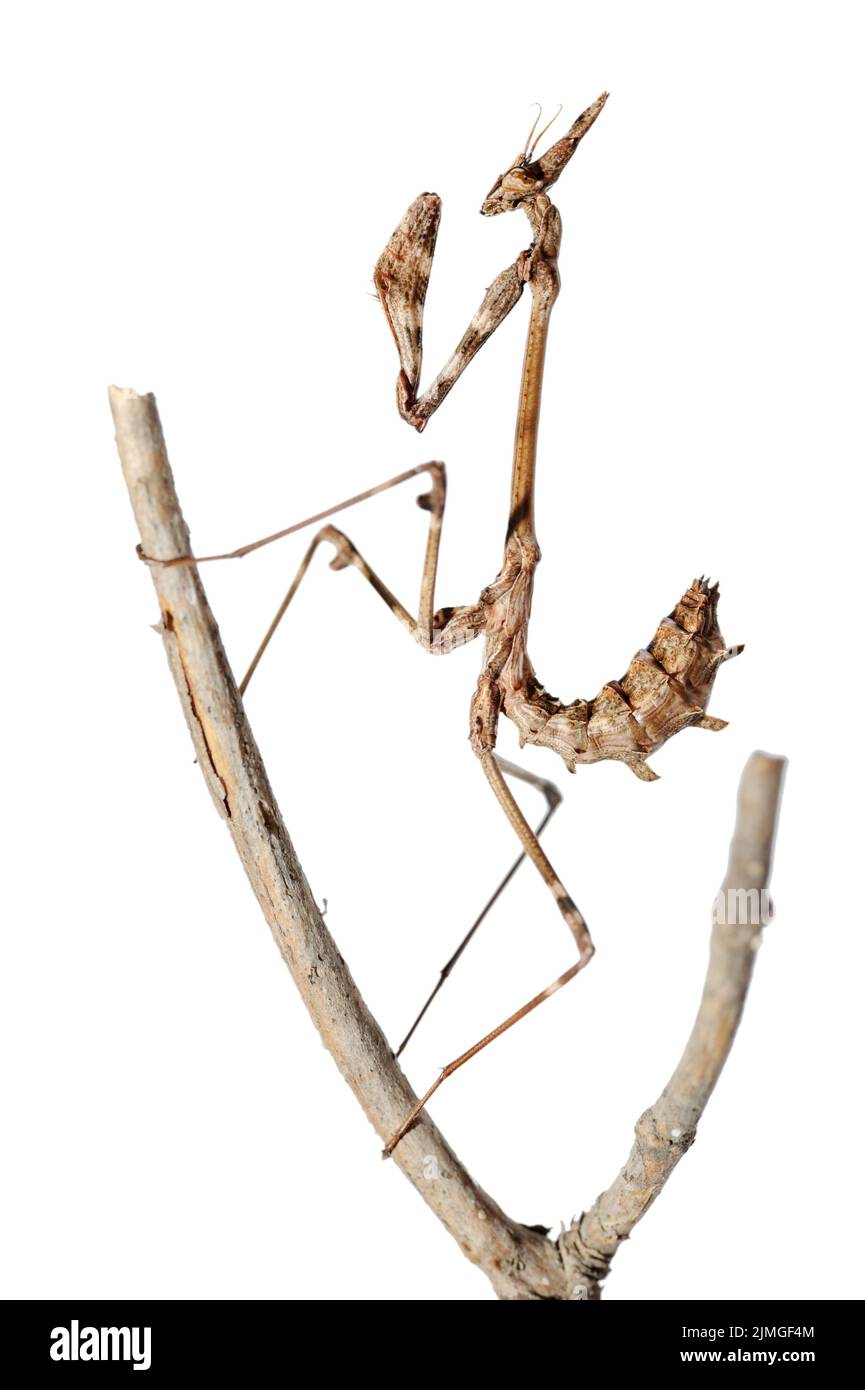 Mantis mantis mantis Cut Out Stock Images & Pictures - Alamy