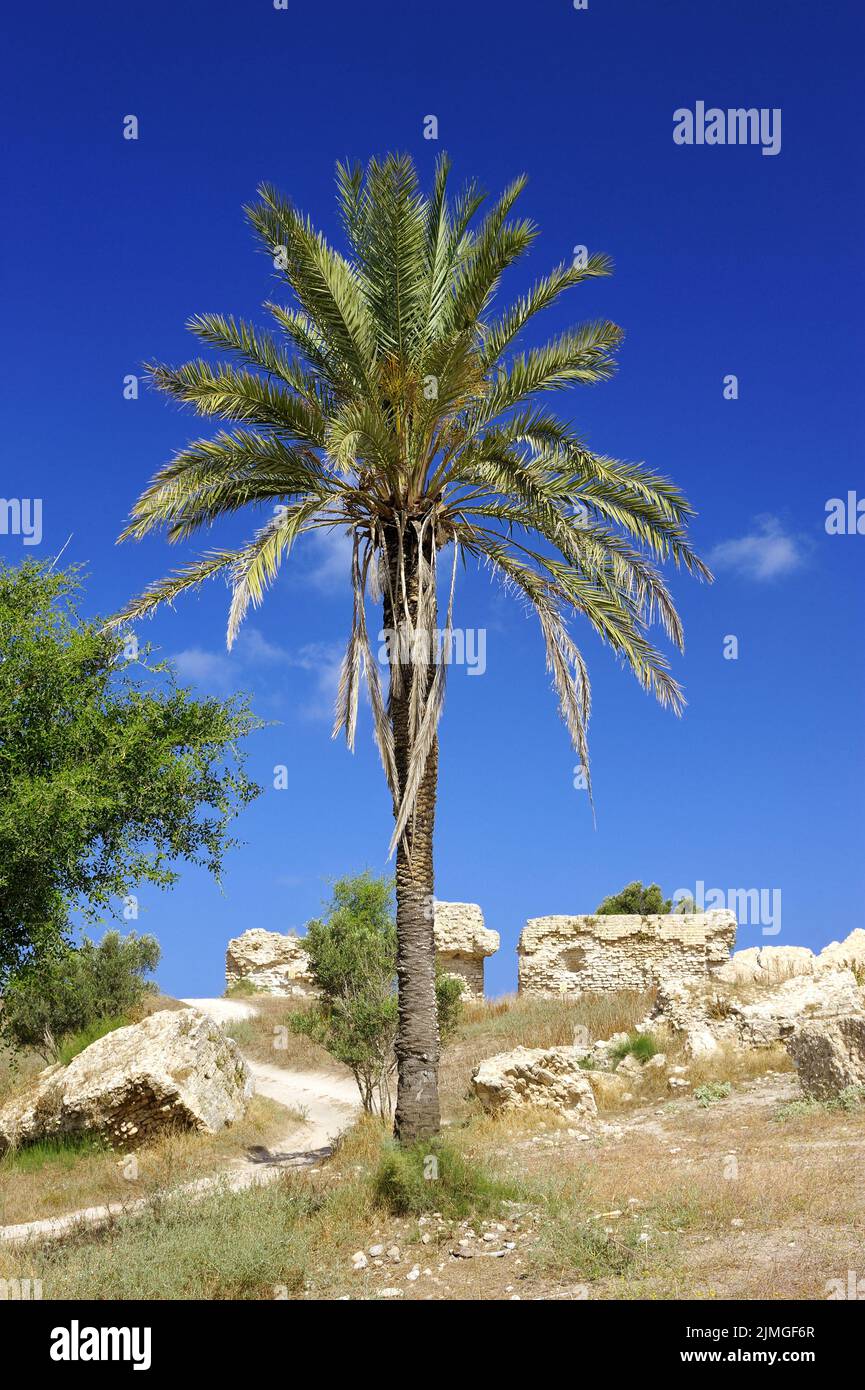 Ashkelon wall hi-res stock photography and images - Alamy