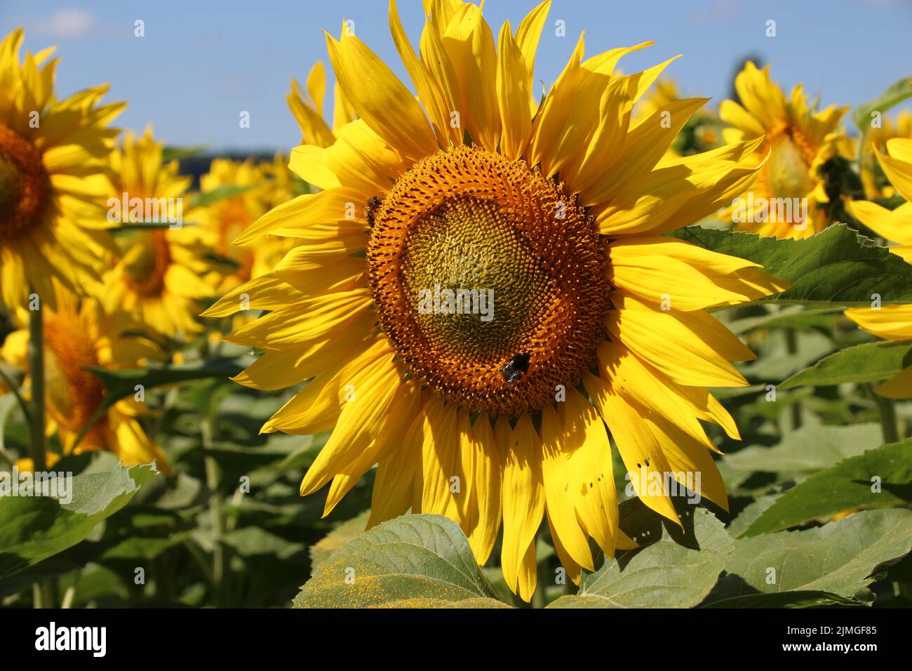 A sunflower in the middle of a sunflower field Stock Photo - Alamy