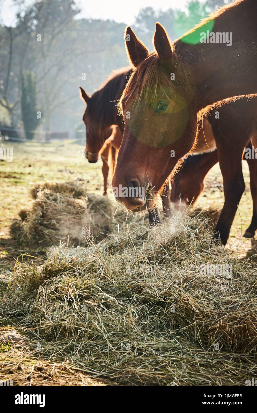 Horses eating hay in a field hi-res stock photography and images - Alamy