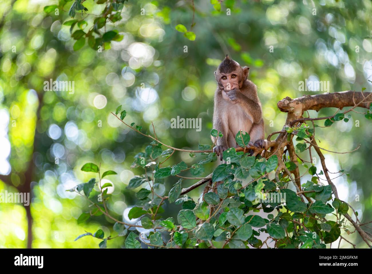 Baby macaque sitting on tree Stock Photo - Alamy
