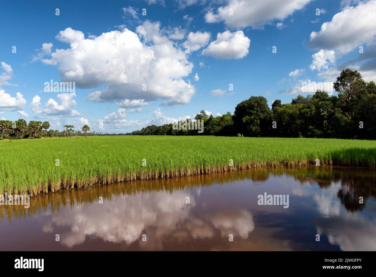 Rice paddy reflections hi-res stock photography and images - Alamy