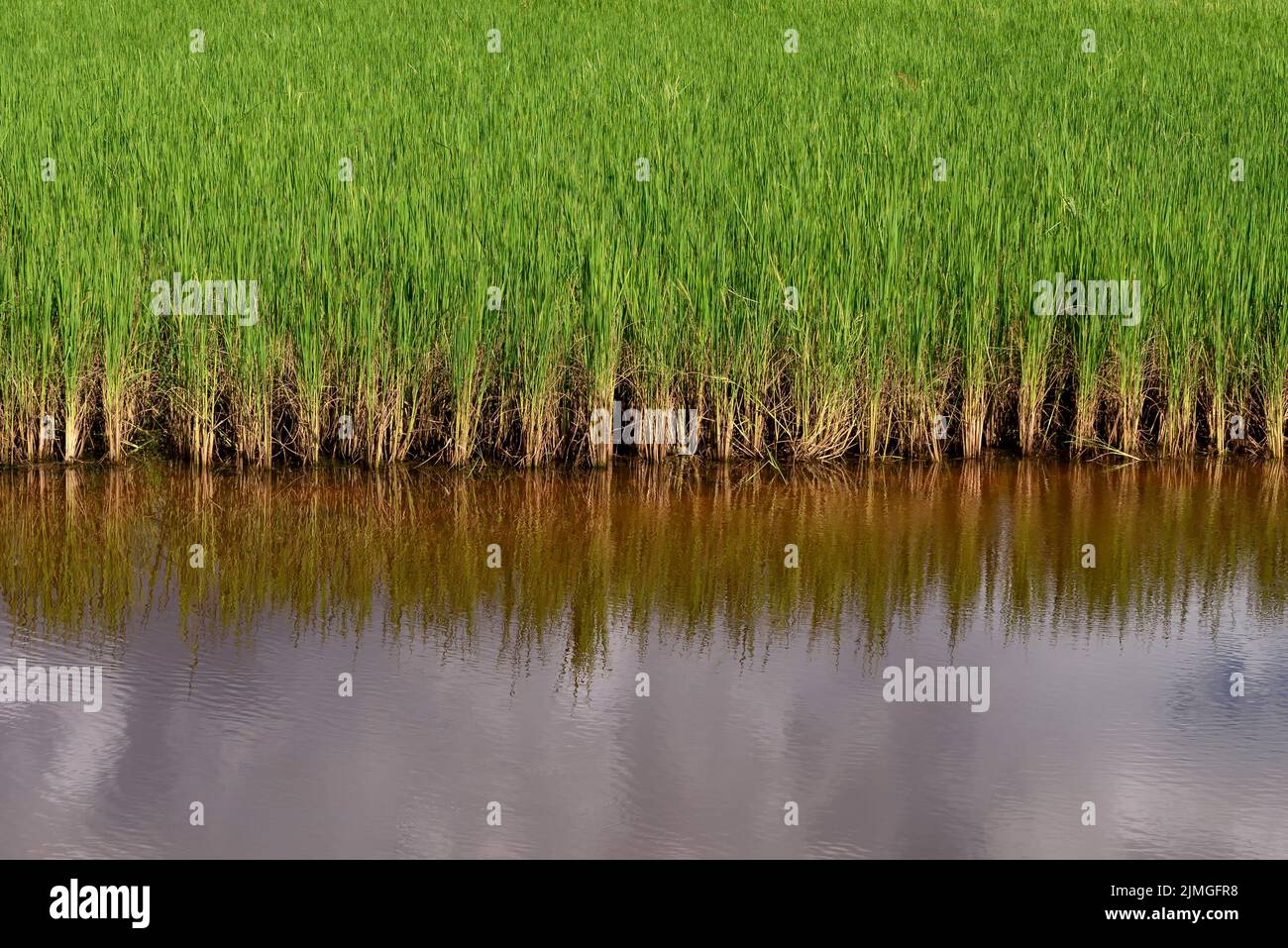 Rice paddy and its reflection on water Stock Photo - Alamy