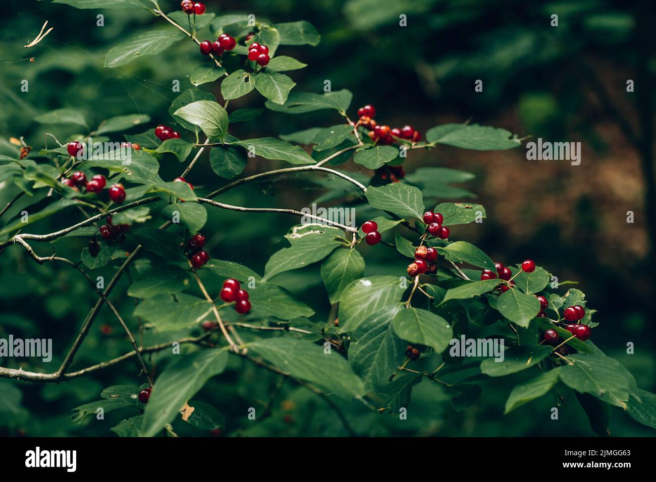 Beautiful green plants Stock Photo - Alamy
