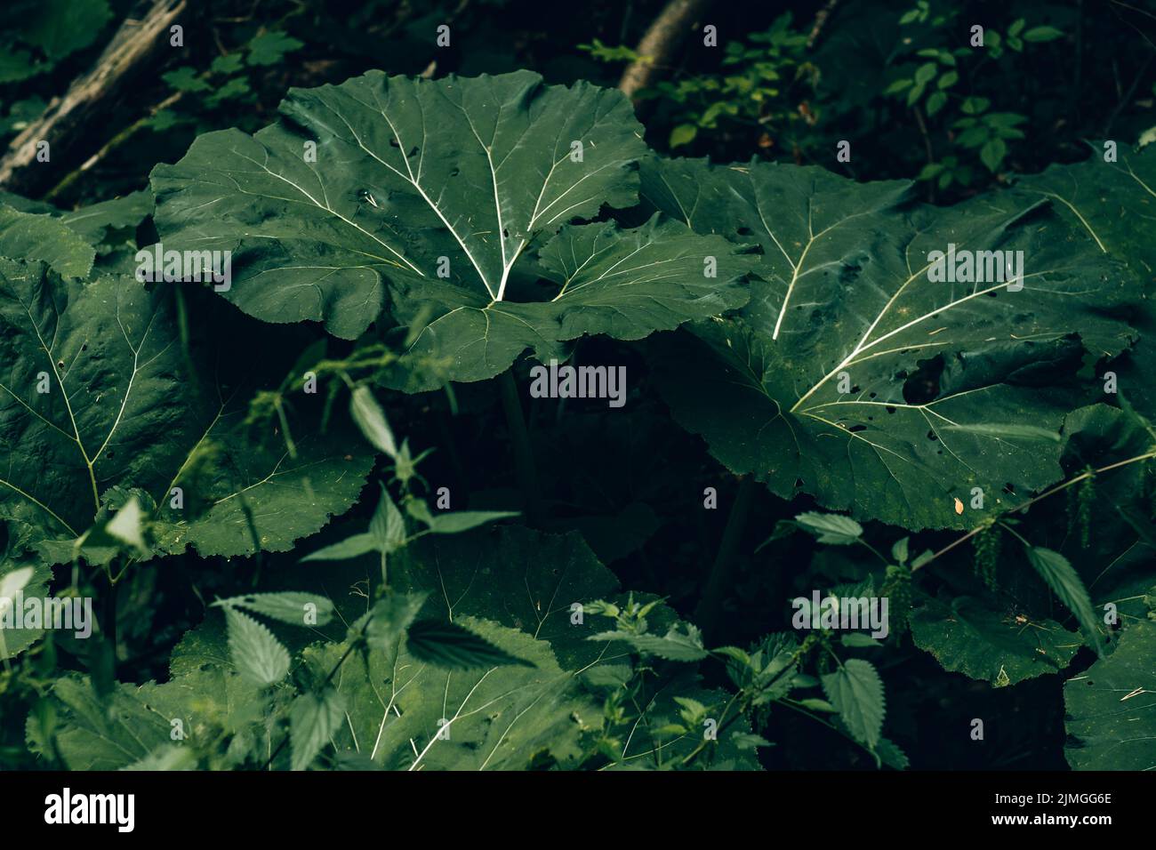 Beautiful green plants Stock Photo - Alamy