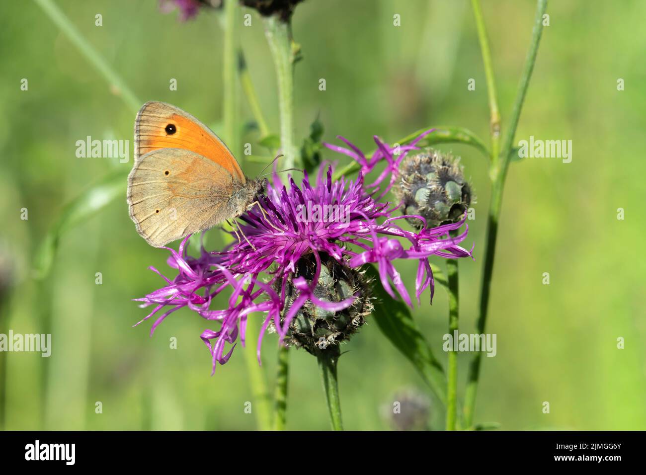 Meadow brown butterfly (Maniola jurtina Stock Photo - Alamy