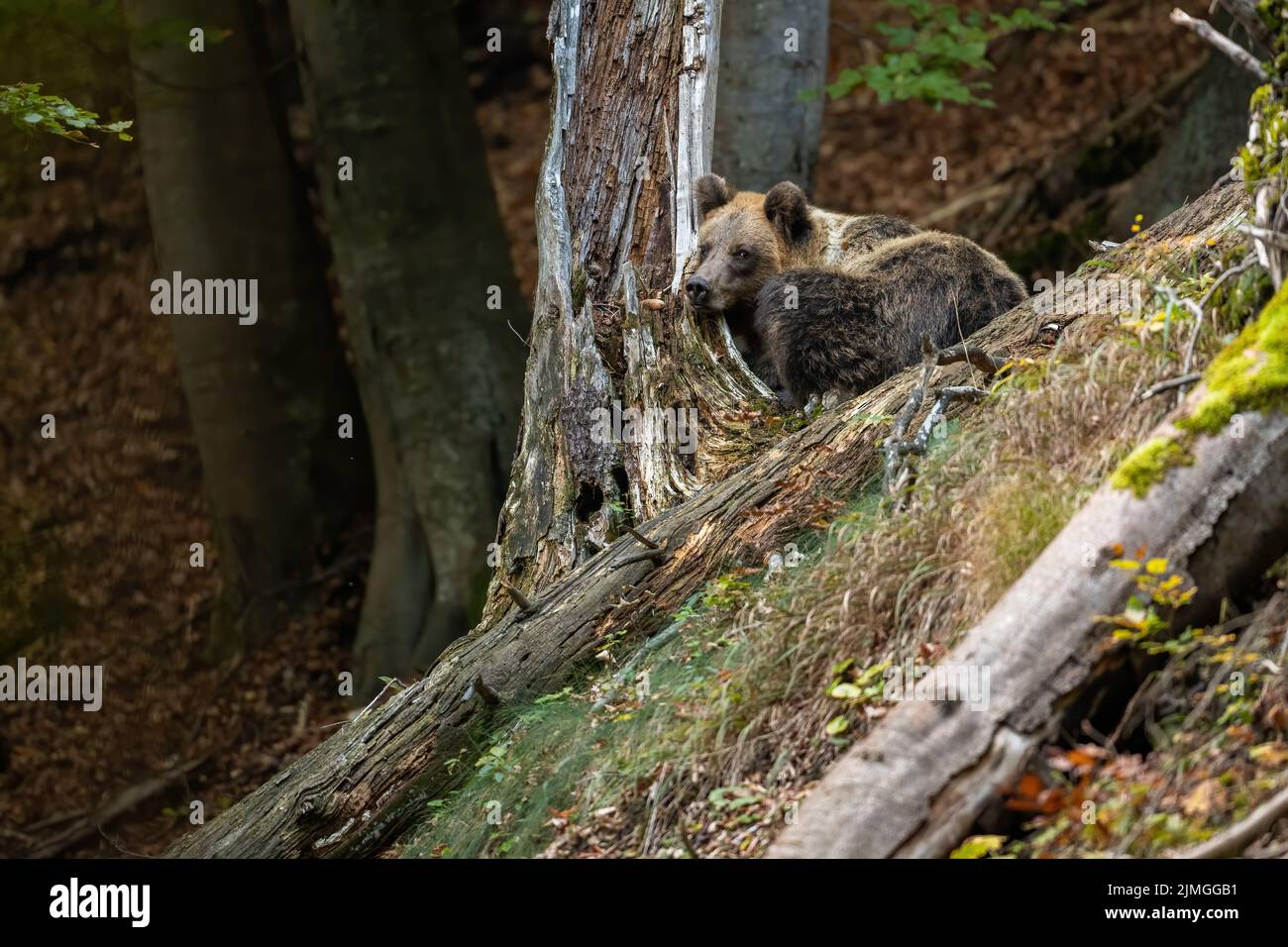 Lean bear hi-res stock photography and images - Alamy