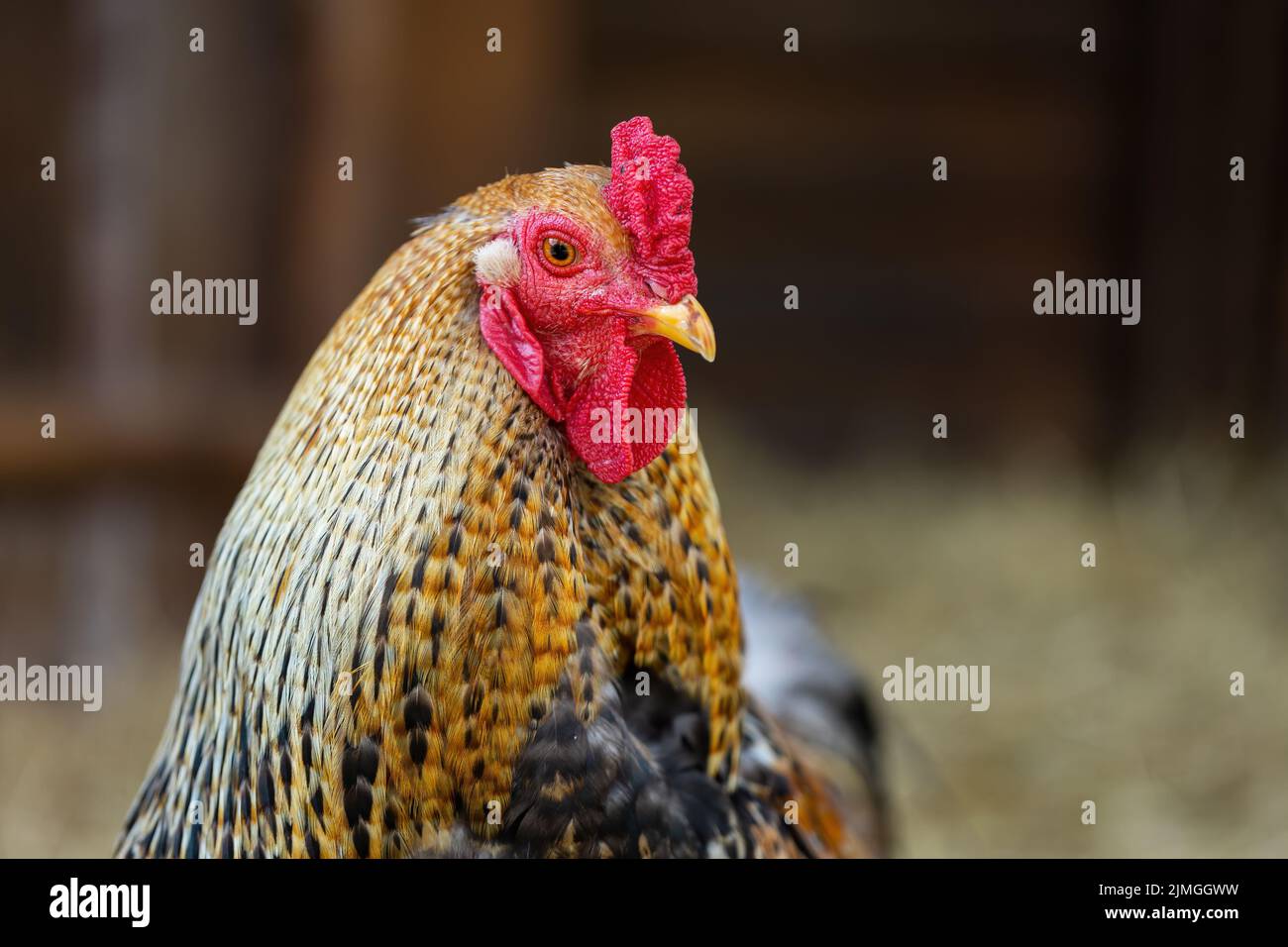 Rooster looking into the camera inside a barn with copy space Stock ...