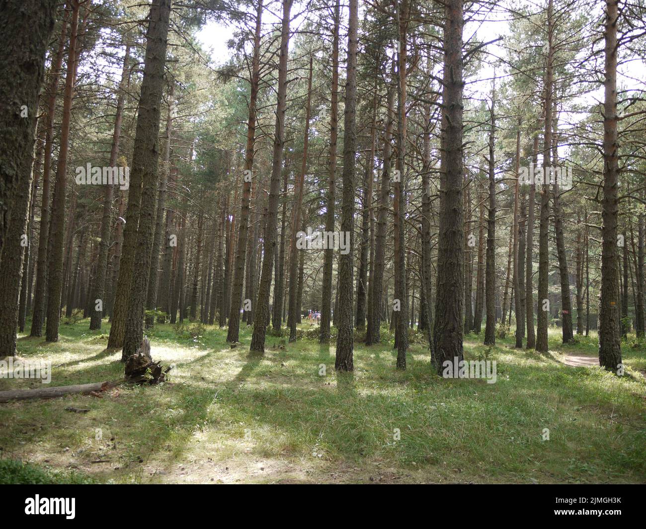 Pyrenees Pine Forest