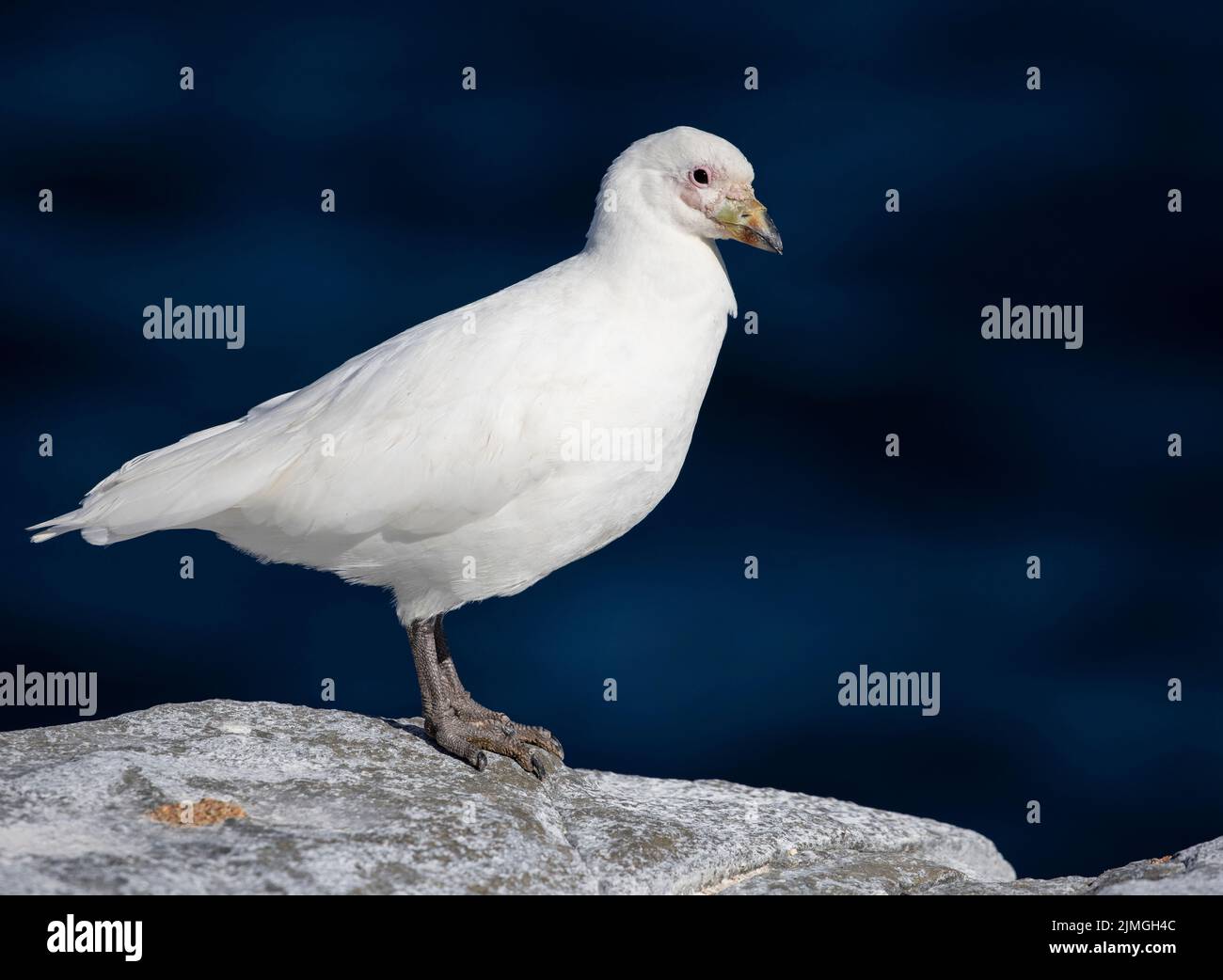 The snowy sheathbill (Chionis albus) is the only land bird native to ...