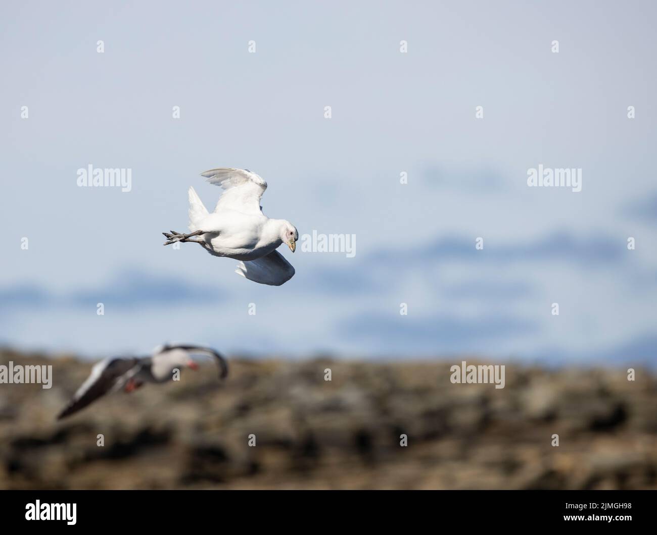 The snowy sheathbill (Chionis albus) is the only land bird native to ...