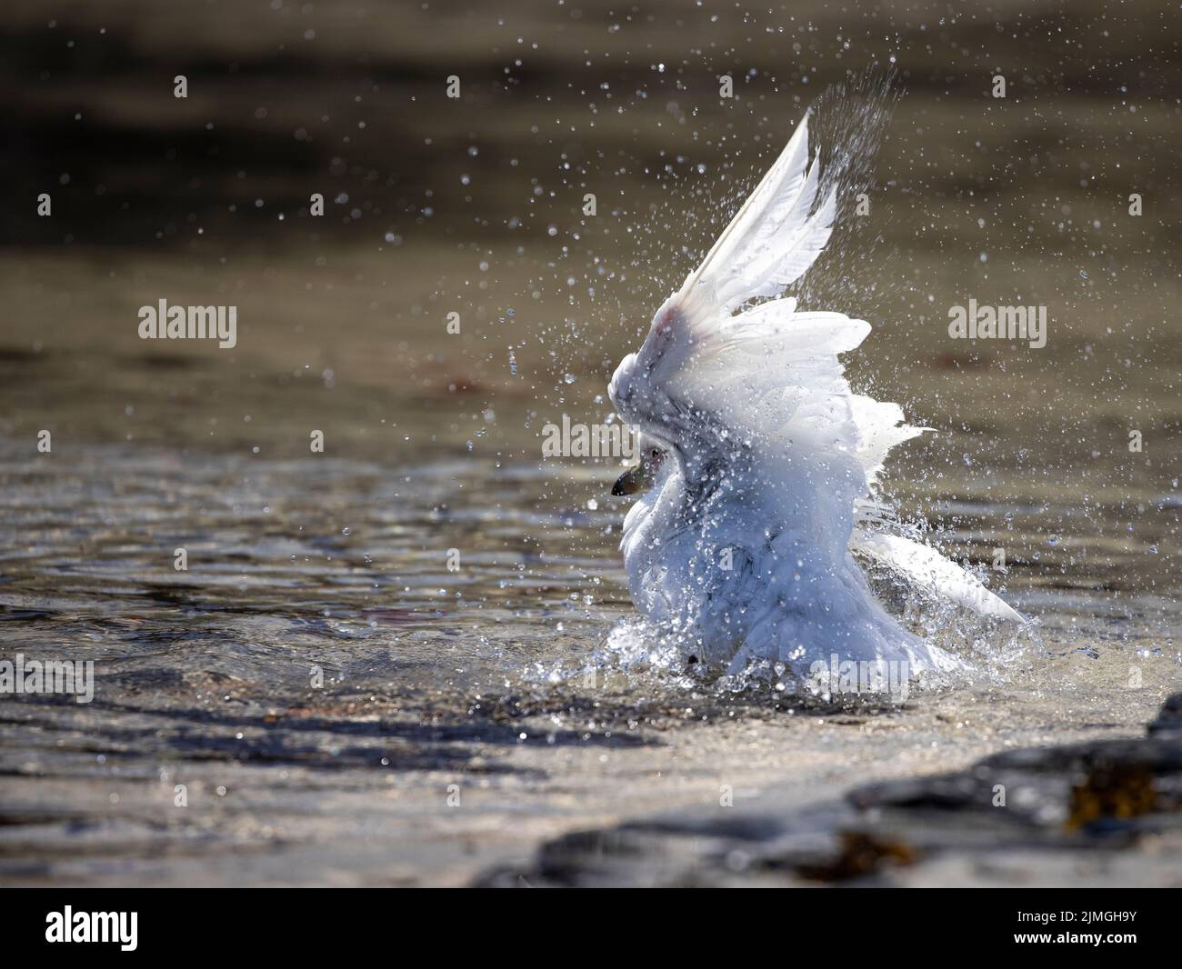 The snowy sheathbill (Chionis albus) is the only land bird native to ...