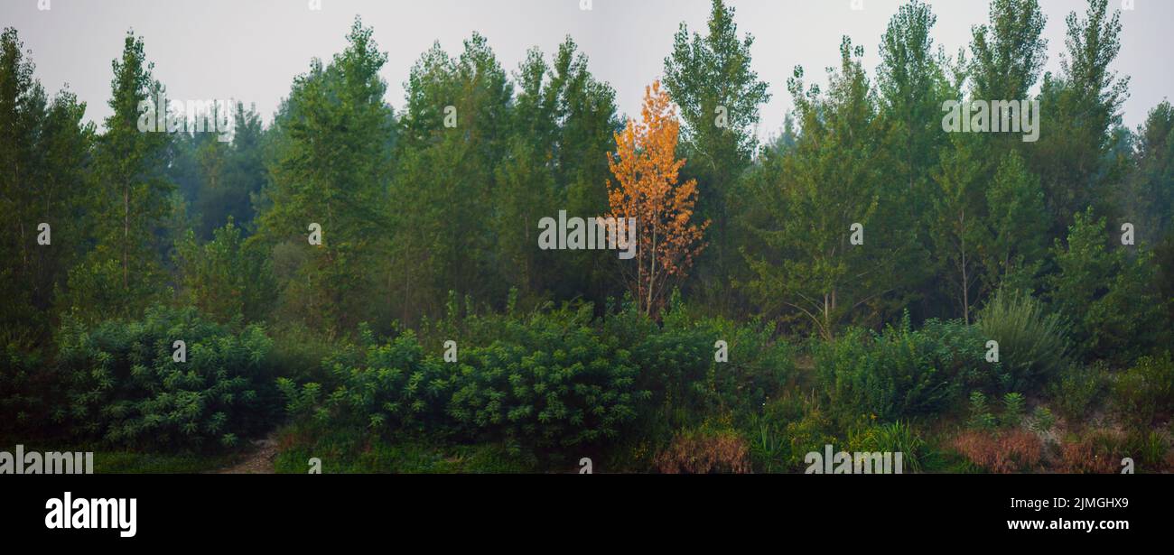 Canopies trees dense forest hi-res stock photography and images - Alamy