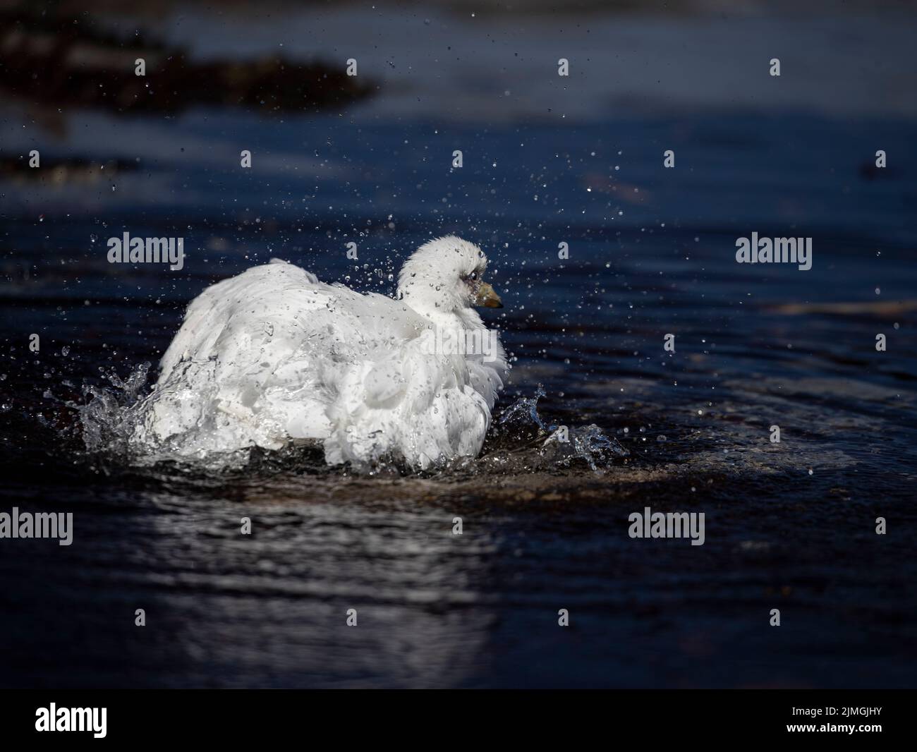 The snowy sheathbill (Chionis albus) is the only land bird native to ...