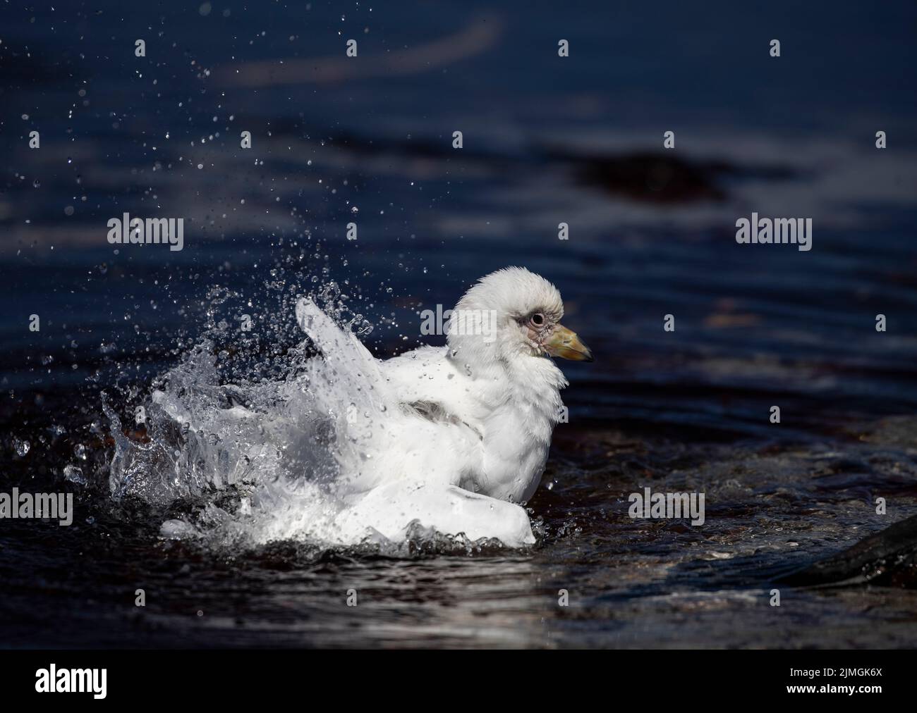The snowy sheathbill (Chionis albus) is the only land bird native to ...