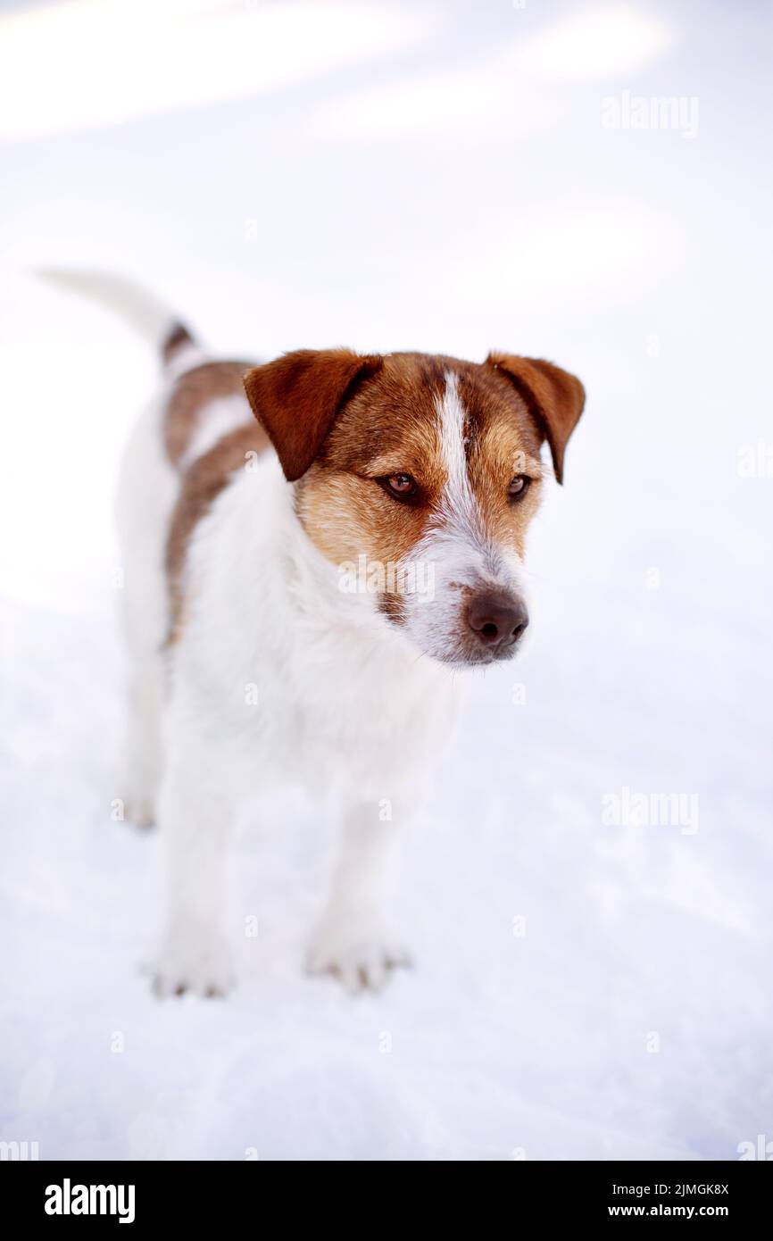Small size red and white dog standing Stock Photo - Alamy