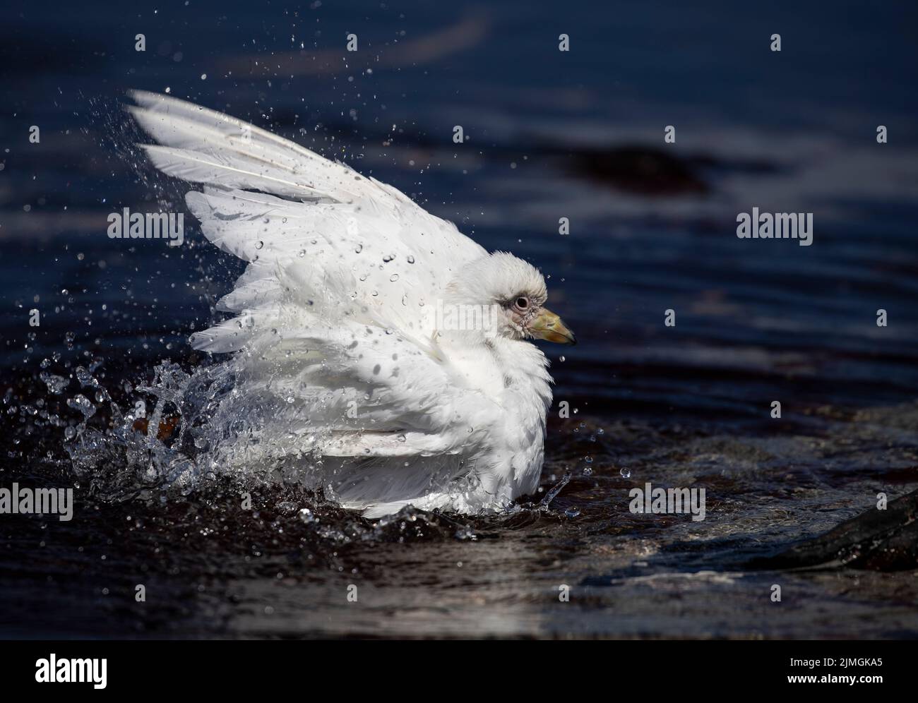 The snowy sheathbill (Chionis albus) is the only land bird native to ...
