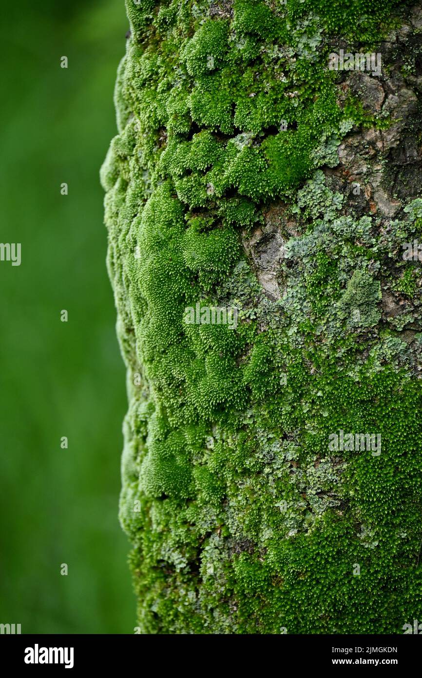 closeup the small green fungus growing on the tree soft focus natural ...