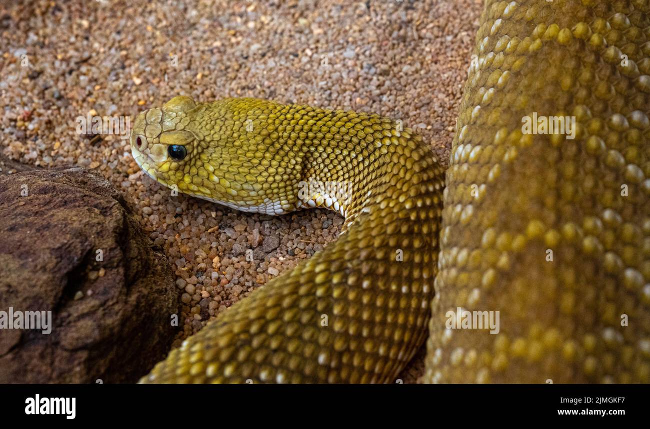 Mexican West Coast Rattlesnake or Mexican Green Rattler (Crotalus ...
