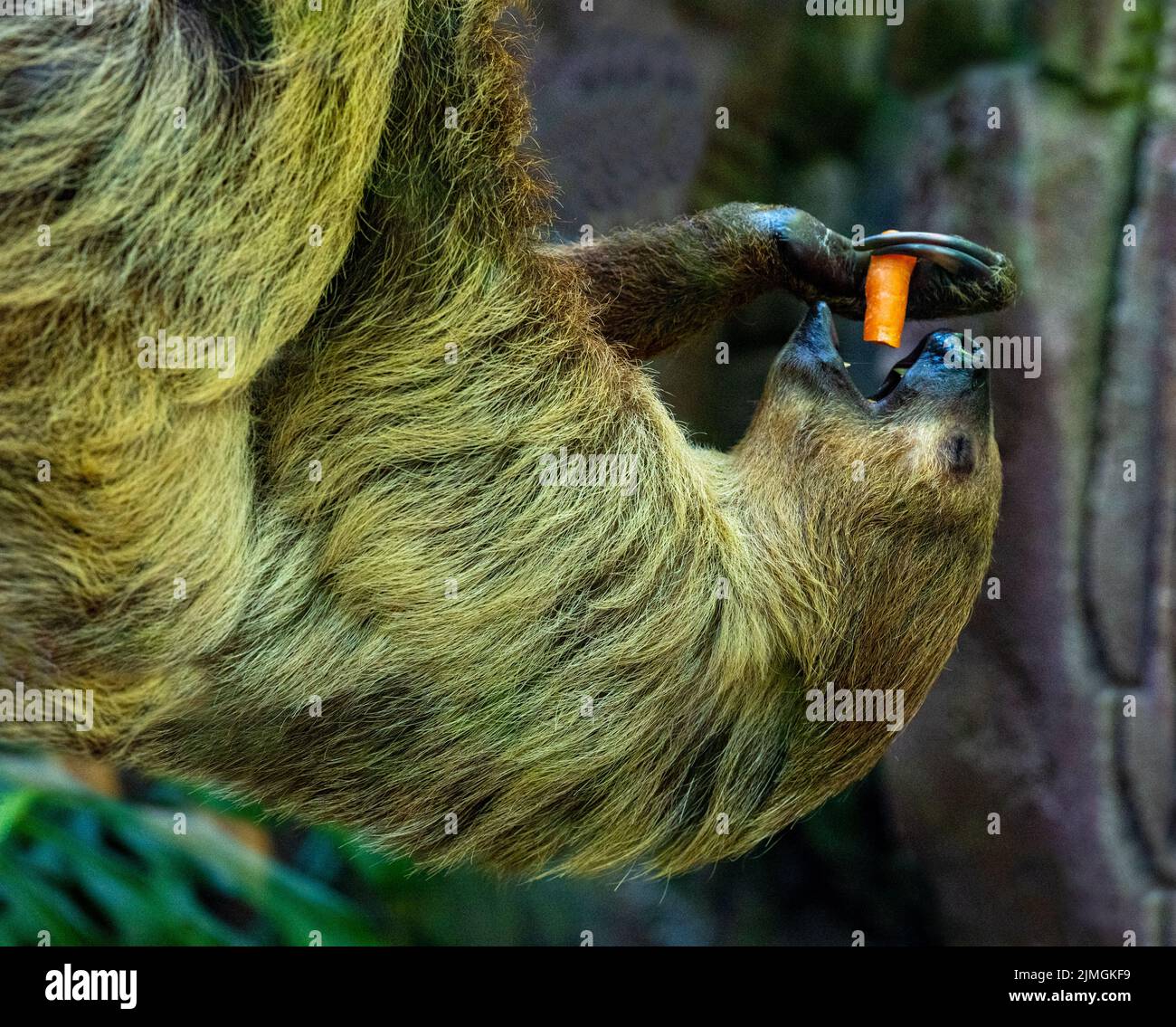 c (Choloepus didactylus) eats a meal while hanging Stock Photo - Alamy
