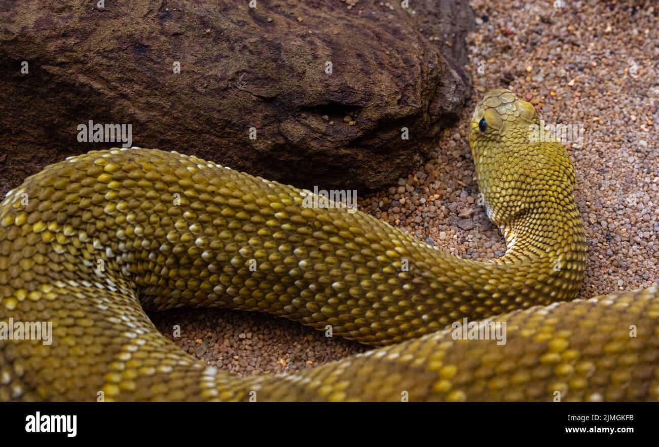 Mexican West Coast Rattlesnake or Mexican Green Rattler (Crotalus ...