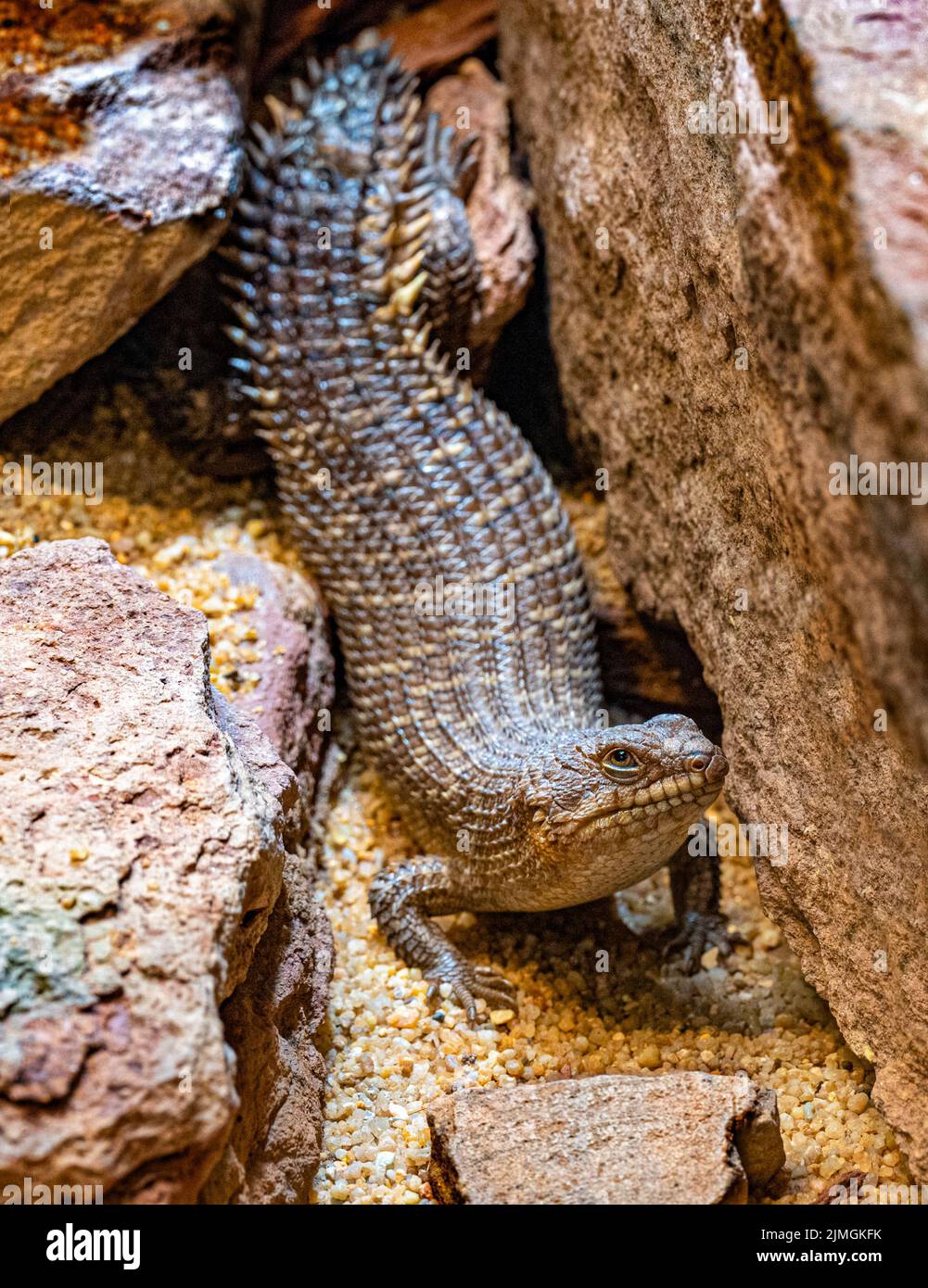 Gidgee Skink (Egernia stokesii), very rare, threatened species. Habitat ...