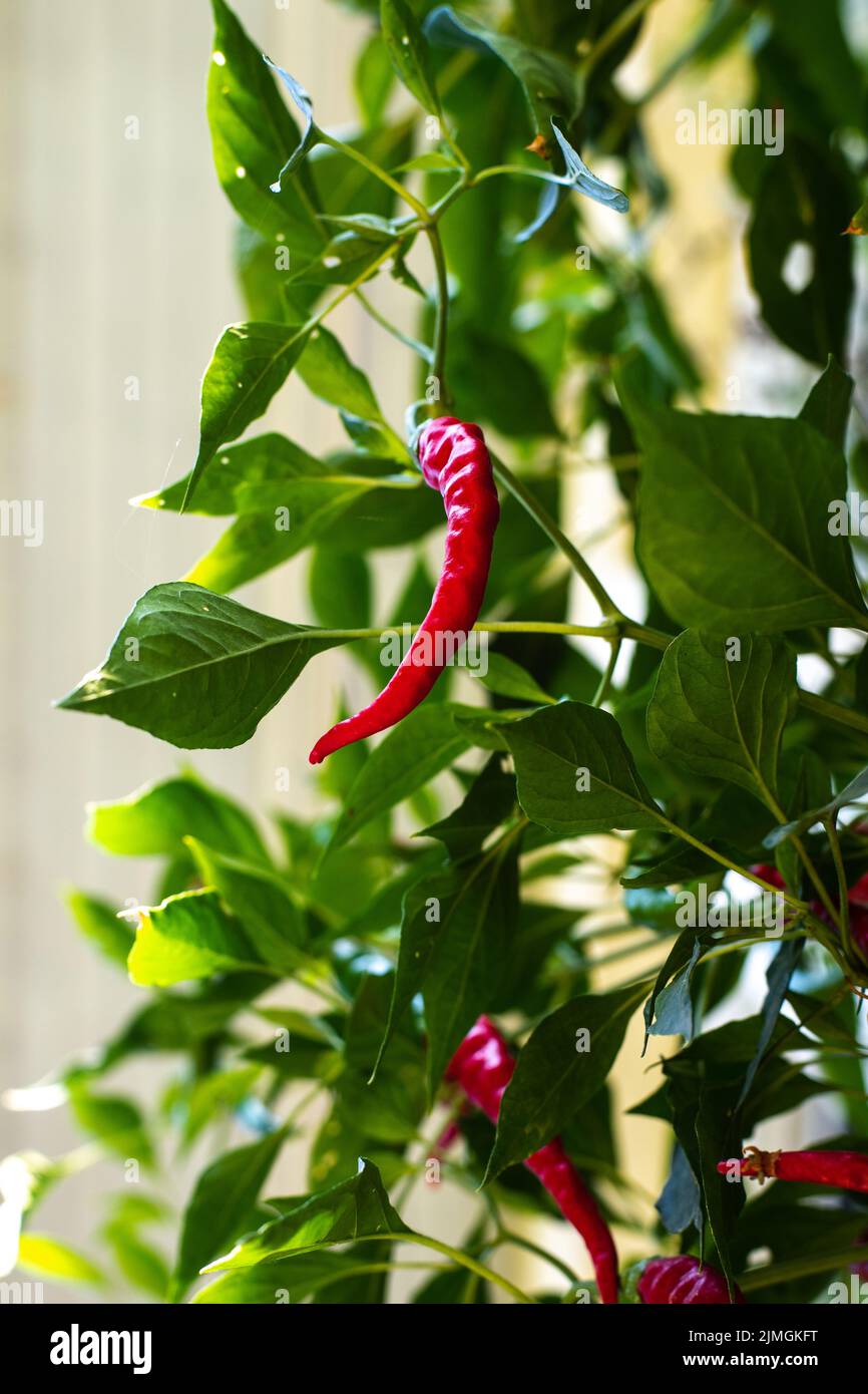 Red bell pepper growing in pot hi-res stock photography and images - Alamy