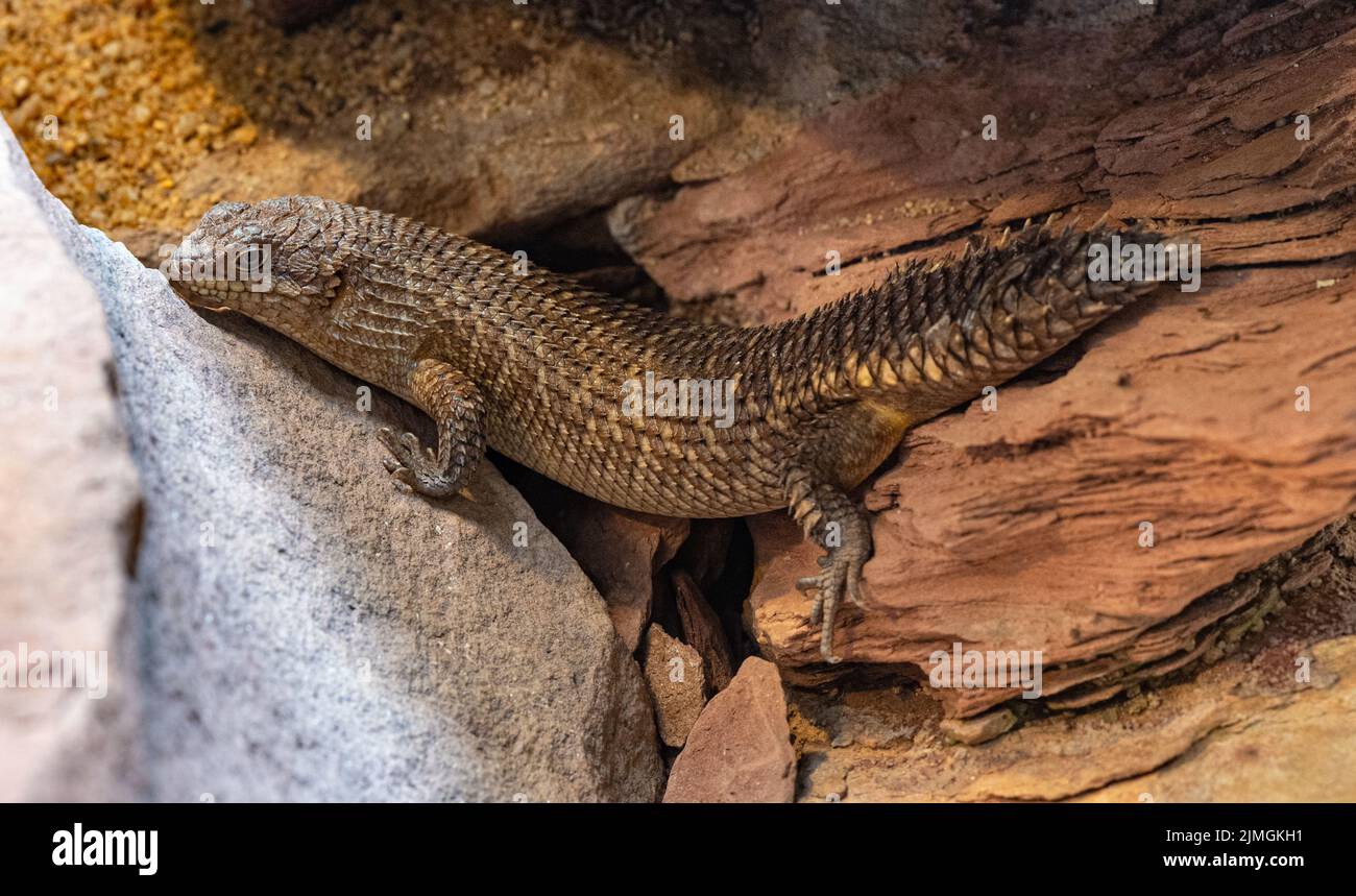 Gidgee Skink (Egernia stokesii), very rare, threatened species. Habitat ...