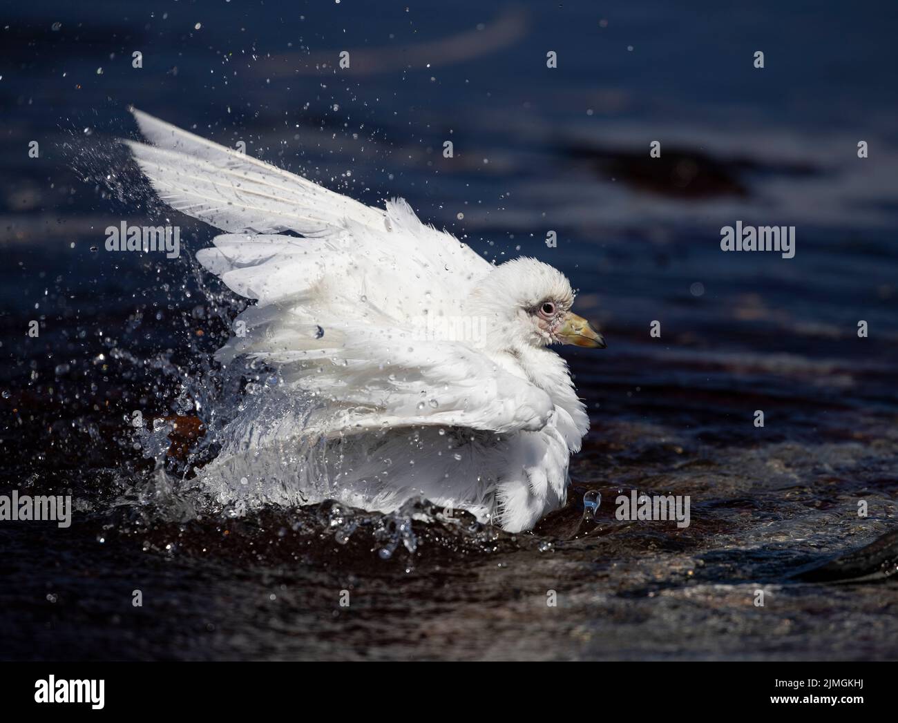 The snowy sheathbill (Chionis albus) is the only land bird native to ...