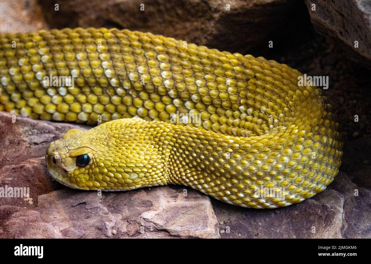 Mexican West Coast Rattlesnake or Mexican Green Rattler (Crotalus ...