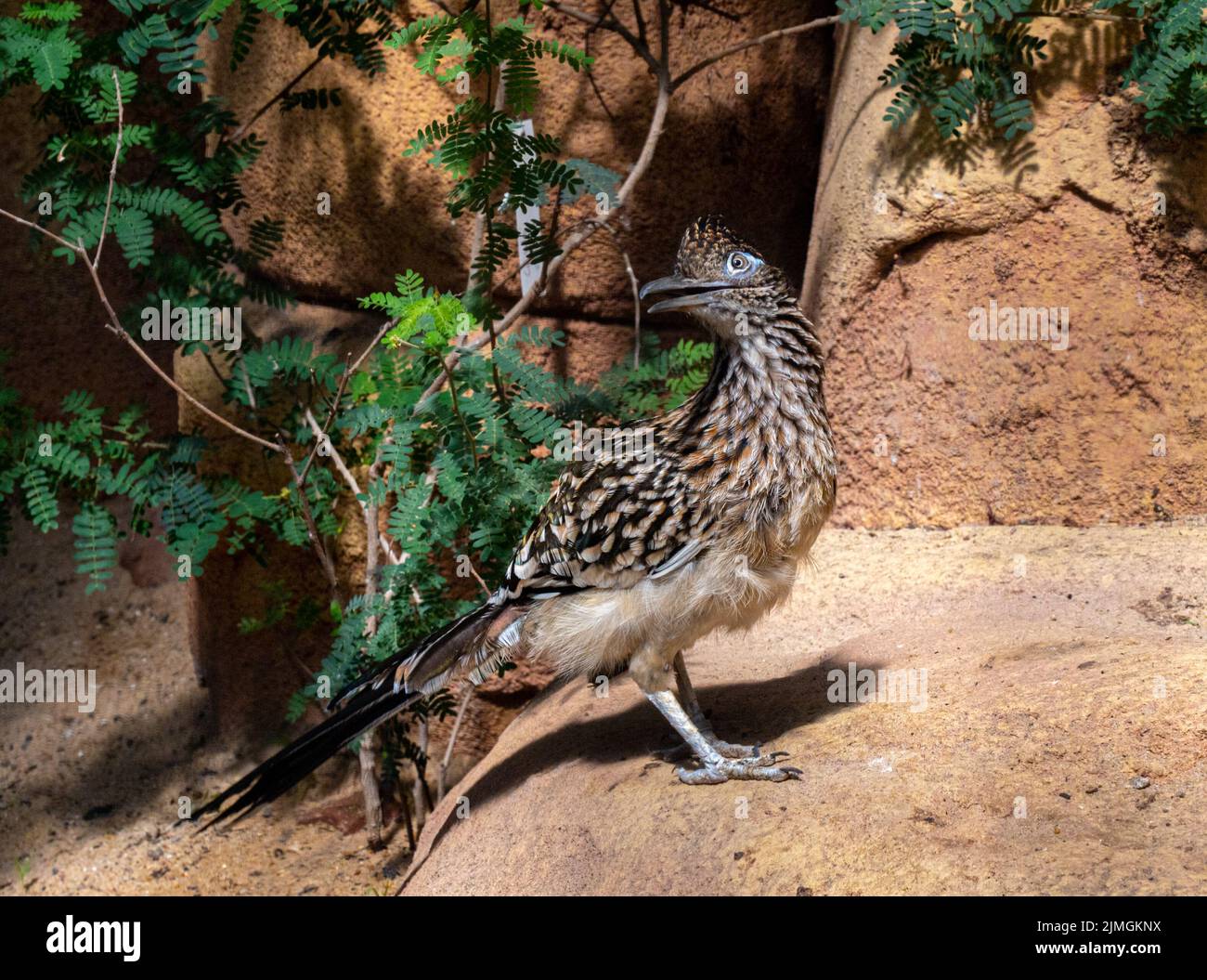 The greater roadrunner (Geococcyx californianus) is a long-legged bird ...