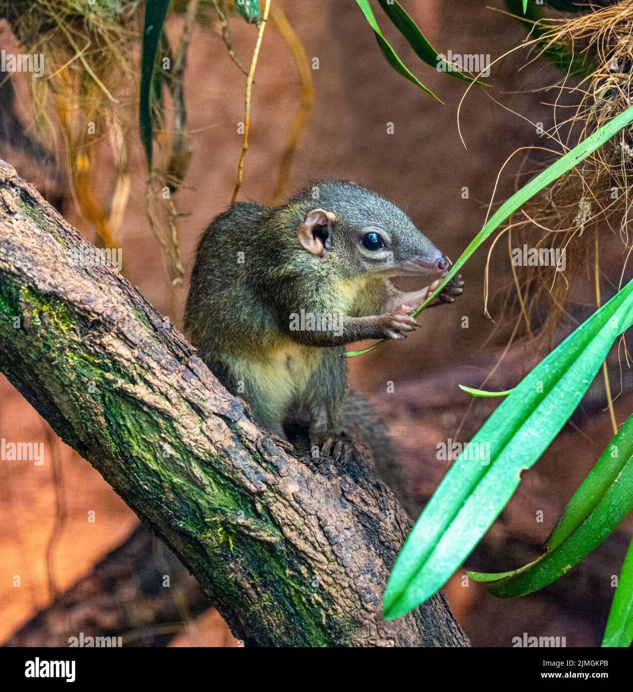 Tupaia genus hi-res stock photography and images - Alamy