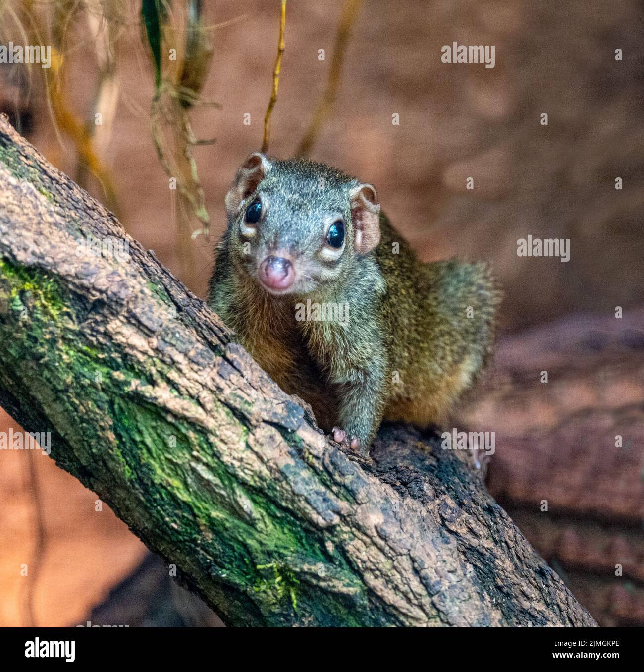 Tupaia hi-res stock photography and images - Alamy