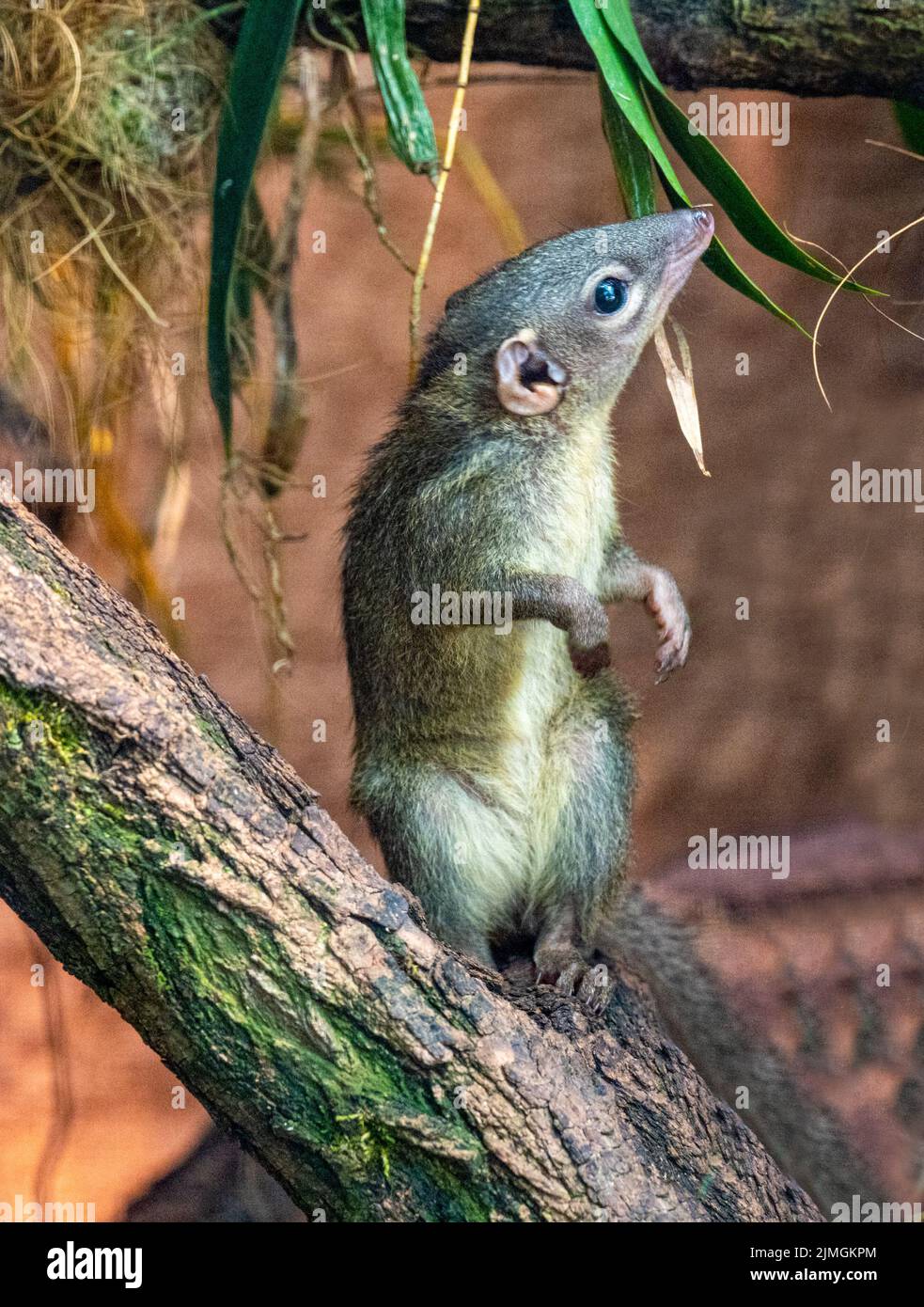 Tupaia hi-res stock photography and images - Alamy