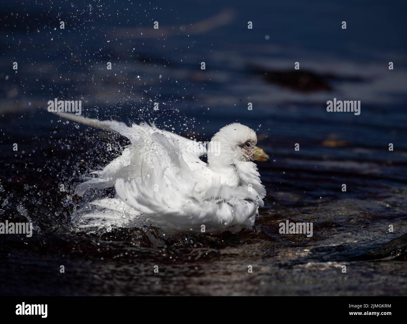The snowy sheathbill (Chionis albus) is the only land bird native to ...