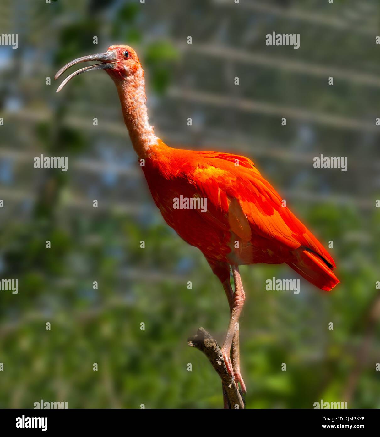 Scarlet ibis (Eudocimus ruber) is a species of ibis in the bird family ...