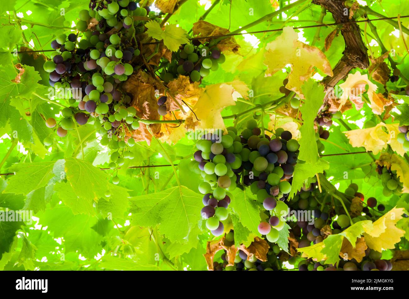 Beautiful vine of European grapes in Uruguayan winery in Canelos region ...