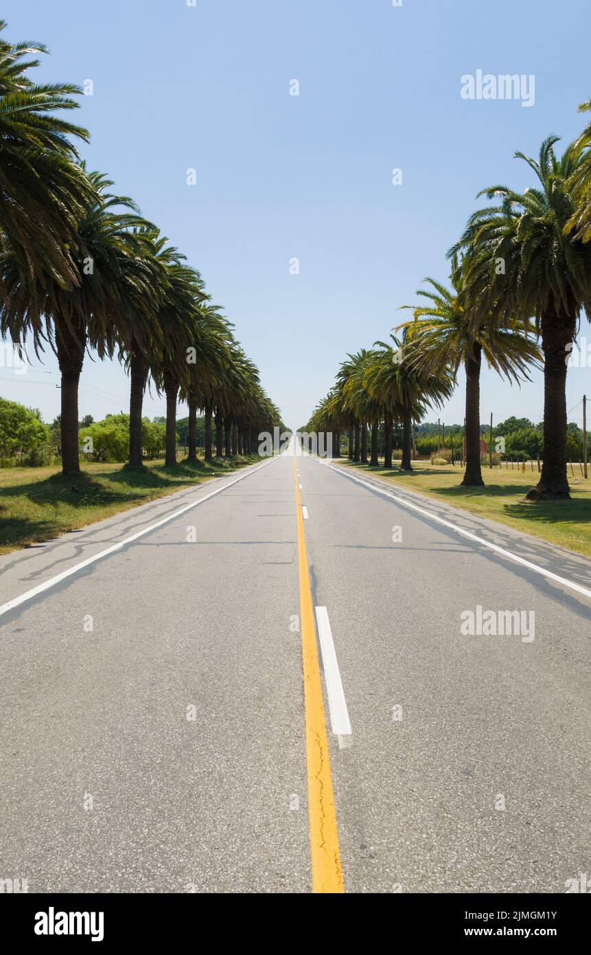 Beautiful view of the Canary palm road, located on the road that Stock ...