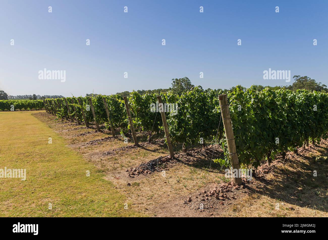 Beautiful vine of European grapes in Uruguayan winery in Canelos Stock ...