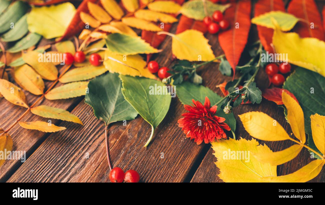 harvest time colorful fall leaves berries flowers Stock Photo - Alamy