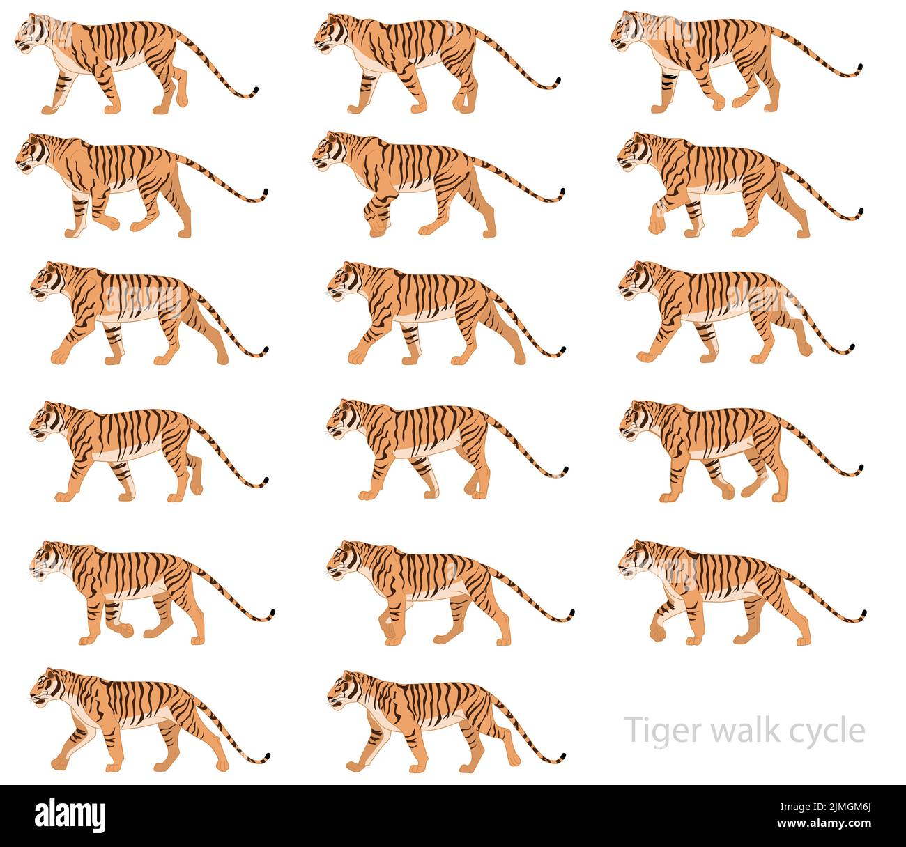 A vector design of striped Tiger walk cycle animation keyframes on ...