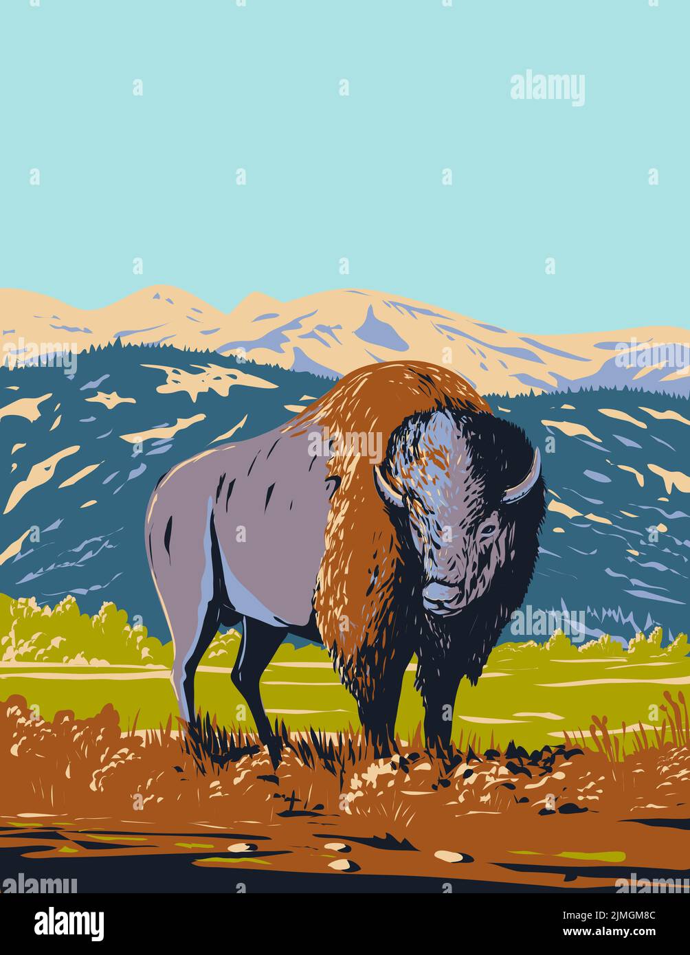North American Bison Roaming in the Prairie of Yellowstone National ...