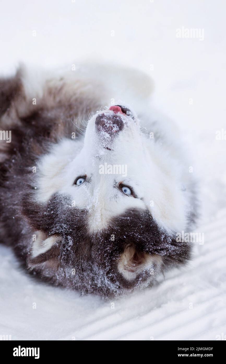 Happy lying alaskan malamute dog hi-res stock photography and images ...