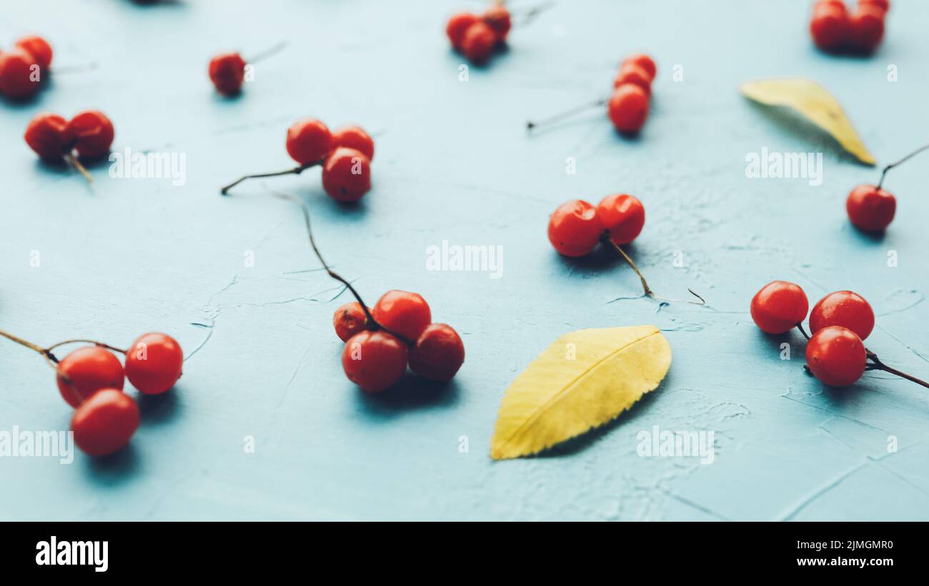 autumn plants arrangement berries background Stock Photo - Alamy