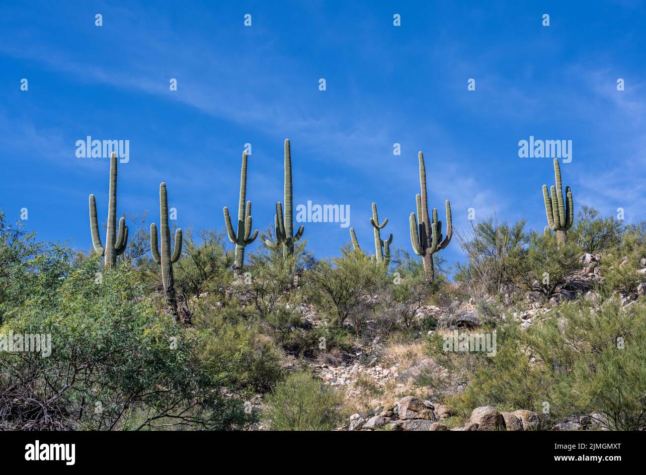 Tucson nature hi-res stock photography and images - Alamy