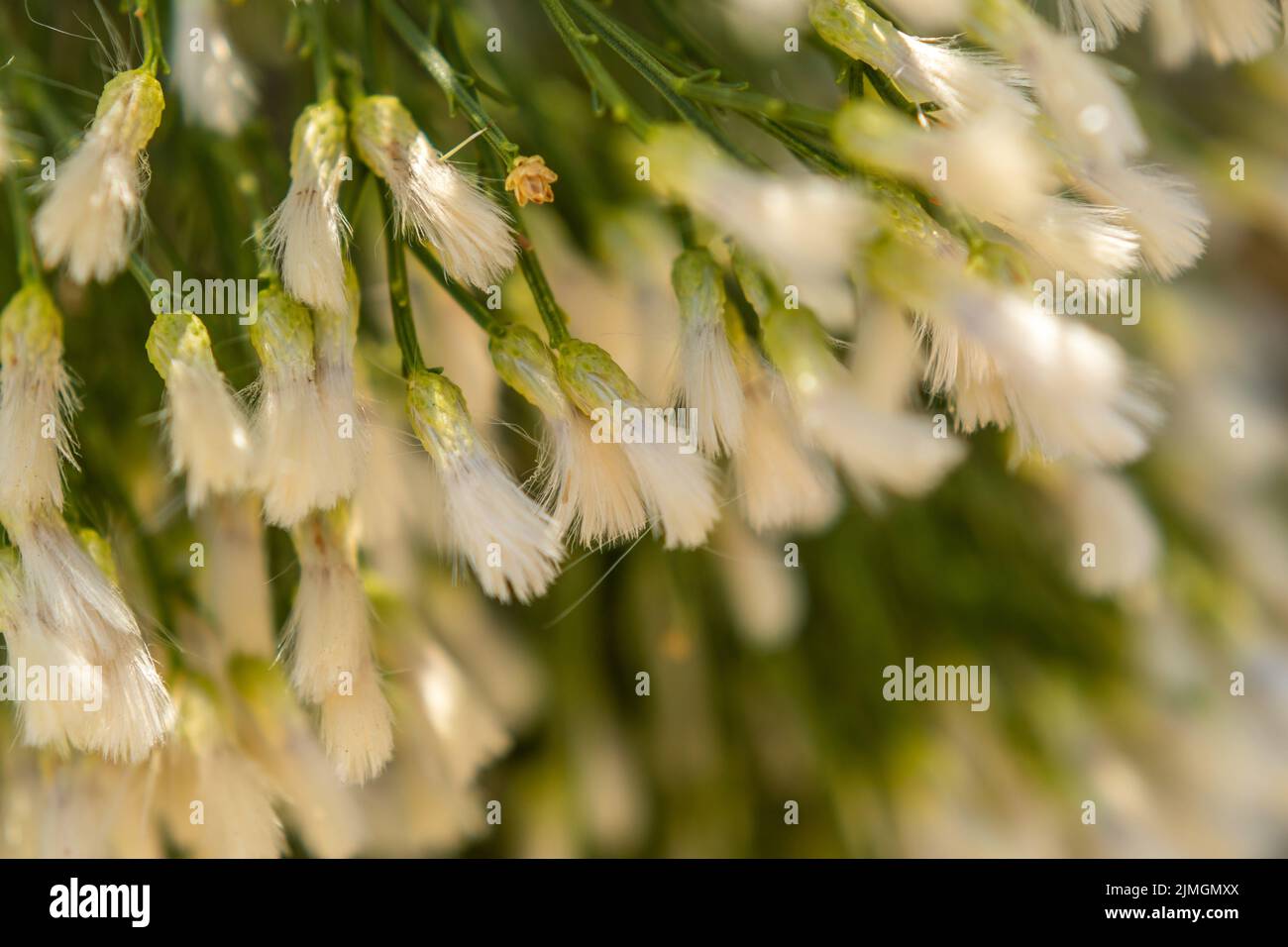 Field with colorful Wildflowers in Tucson, Arizona Stock Photo - Alamy