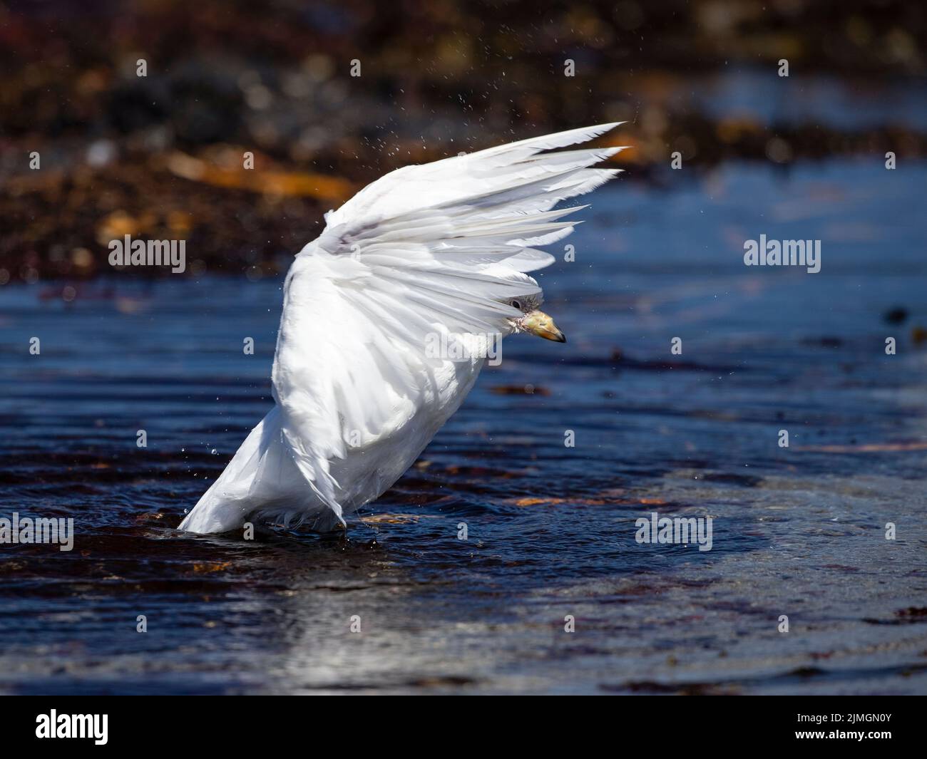 The snowy sheathbill (Chionis albus) is the only land bird native to ...