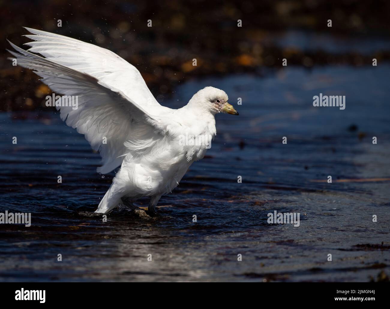 The snowy sheathbill (Chionis albus) is the only land bird native to ...